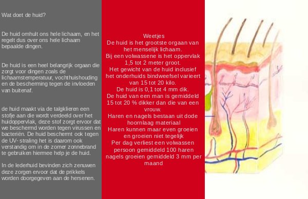 FOLDER ANATOMIE HUIDLAGEN by Romt Postma - Flipsnack