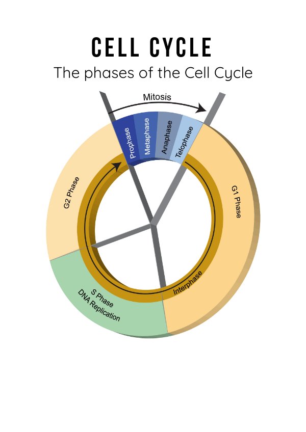 Cell Cycle flipbook by Campbell Crombie - Flipsnack