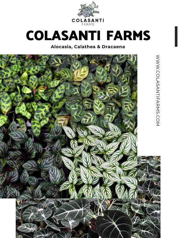 Alocasia, Calathea & Dracaena by Colasanti Farms Ltd. - Flipsnack