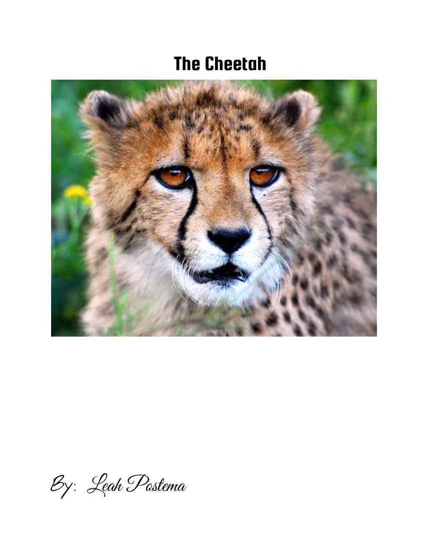 Cheetahs by Leah Postema - Flipsnack