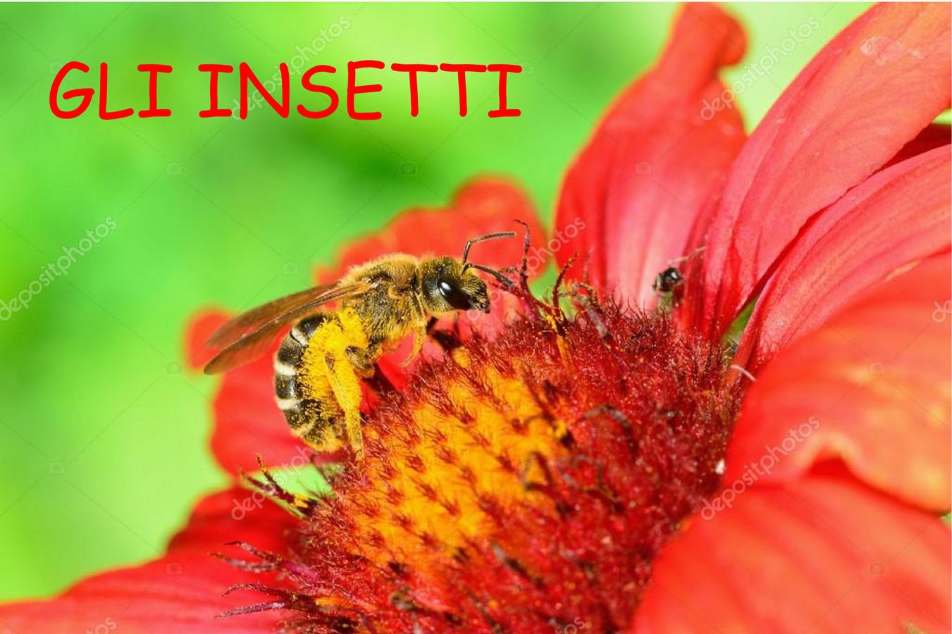 Gli insetti by Gio DigitalStudios - Flipsnack