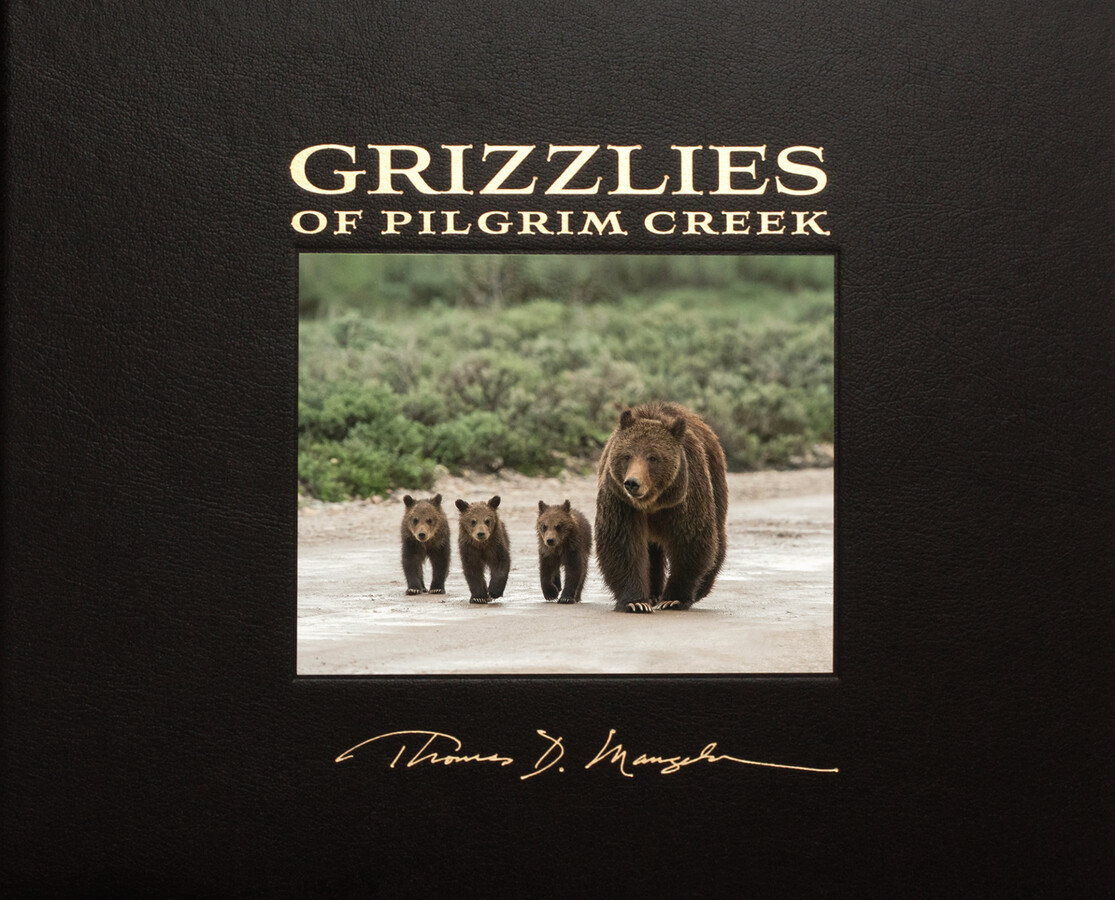Grizzlies of Pilgrim Creek- An Intimate Portrait of 399 by... - Flipsnack