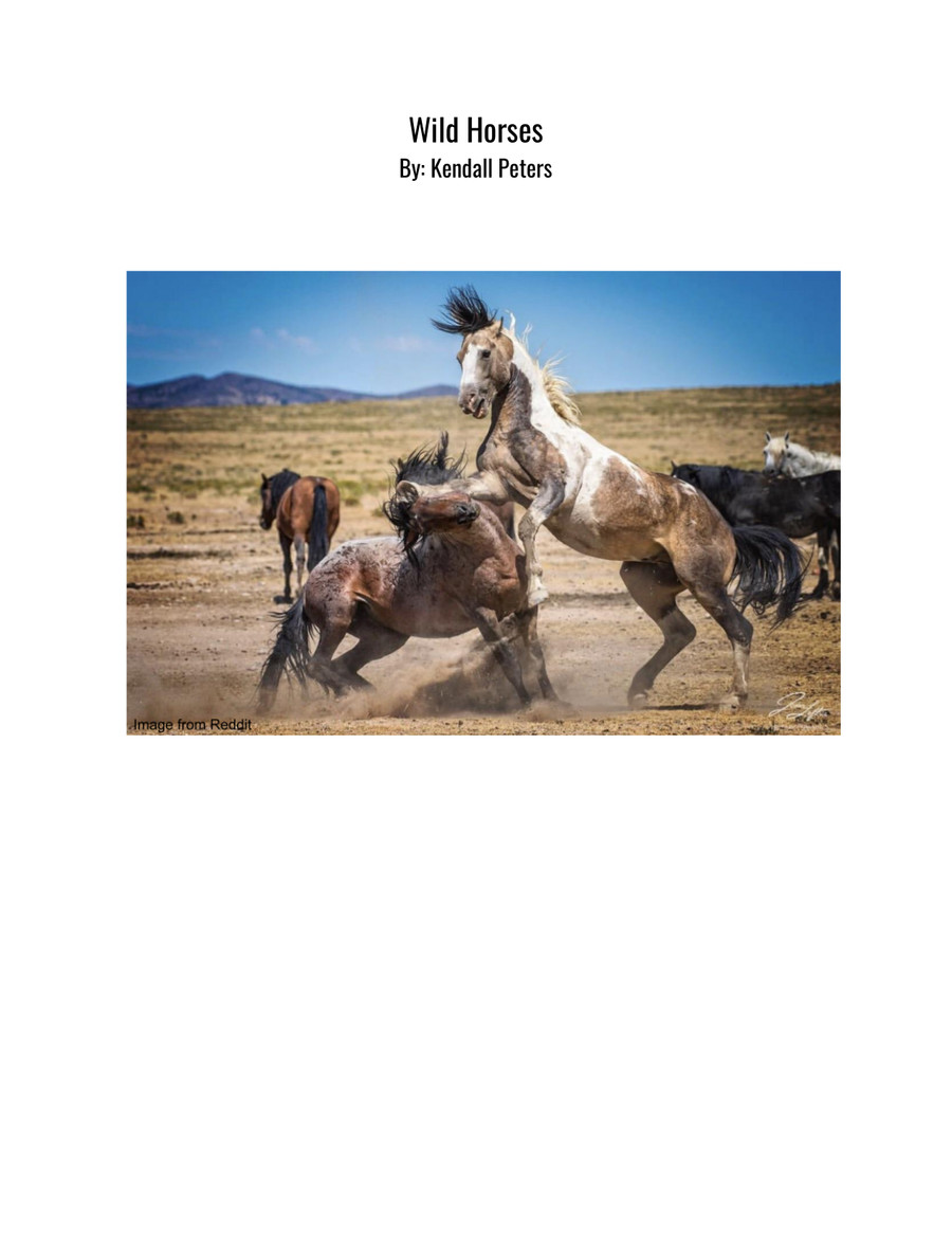 WIld Horses by Kendall Peters - Flipsnack