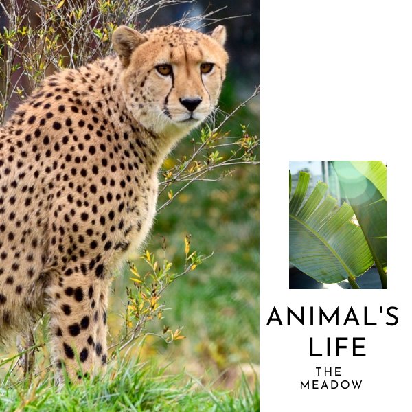 Wild life by ANGEL MANUEL... - Flipsnack