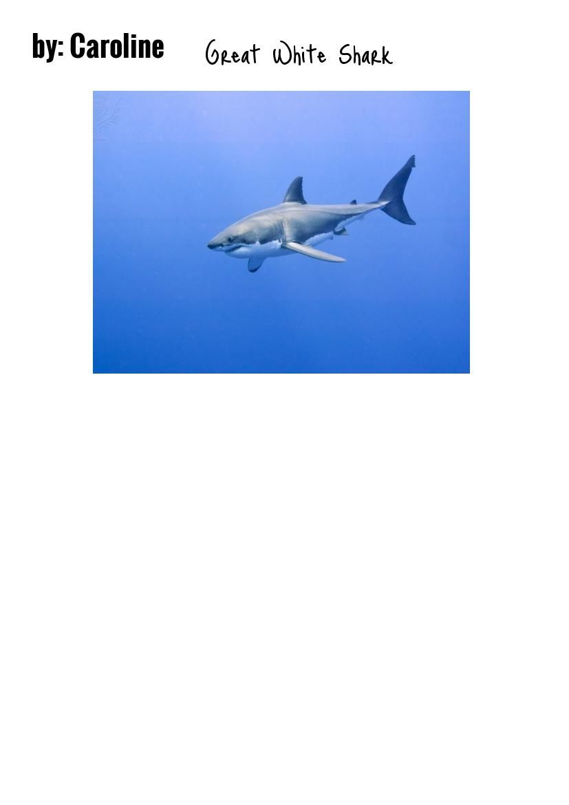 Great white shark life cycle by Caroline A Hargrove - Flipsnack