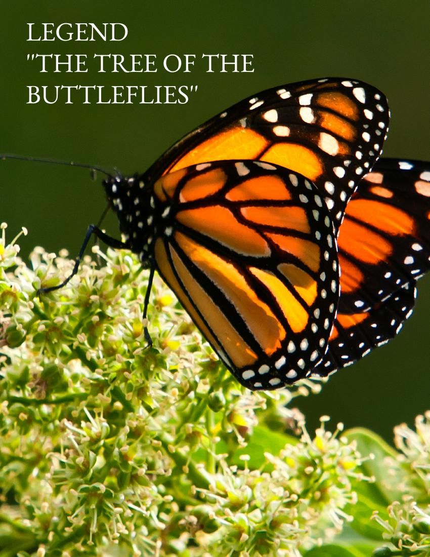 LEGEND THE TREE OF THE BUTTERFLIES by Andy Navarro - Flipsnack