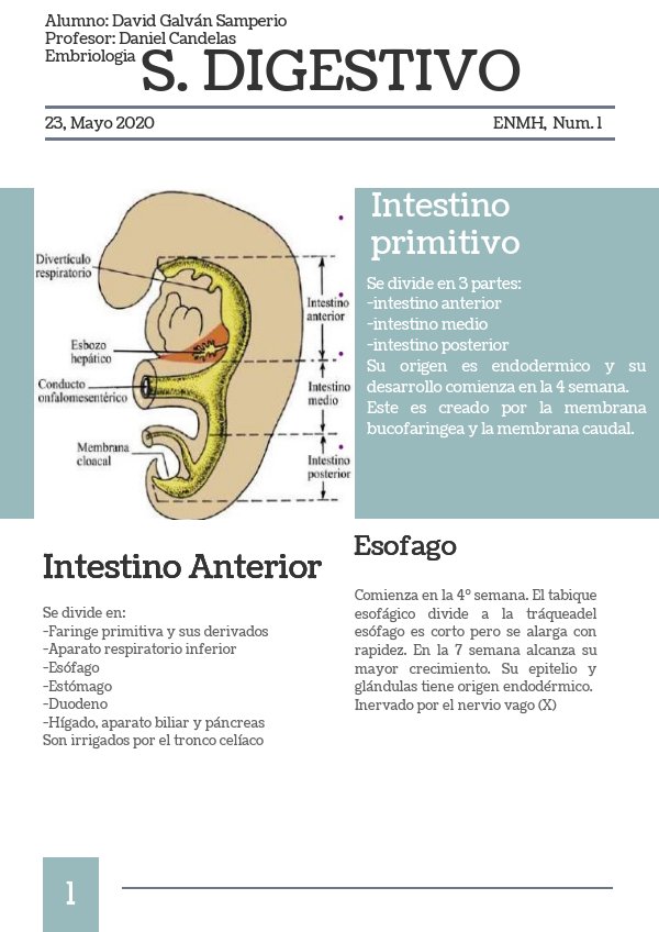 sistema digestivo (embriologia) by David - Flipsnack