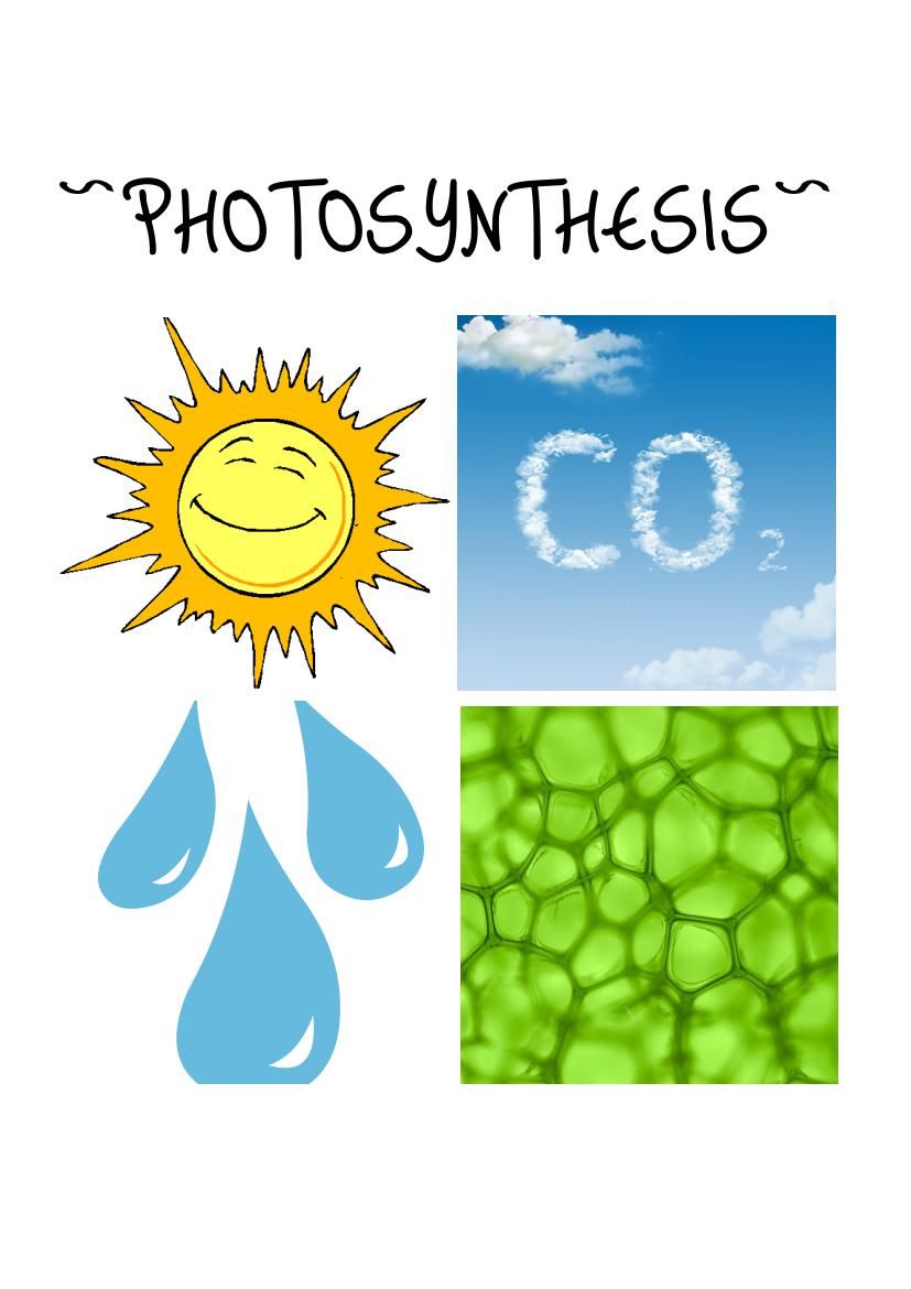 Photosynthesis FlipBook by Marisa - Flipsnack