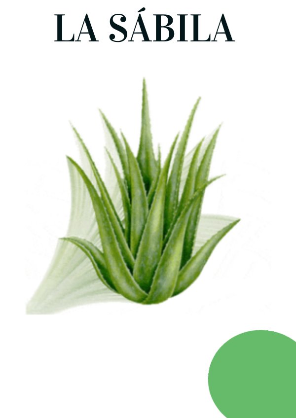 la Sabila - por Nini Johana Alvarez by Nini johana alvarez - Flipsnack