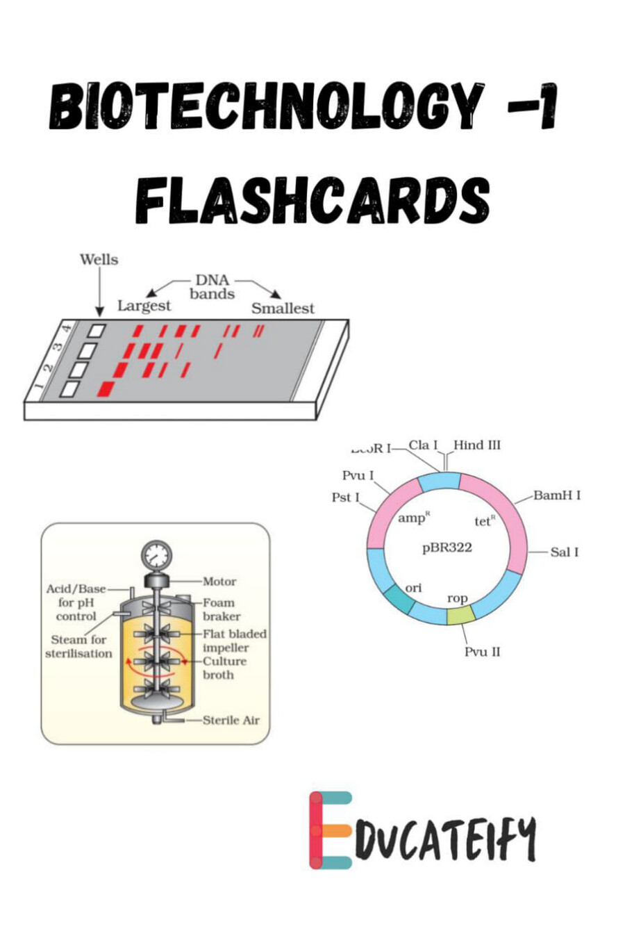 Educateify_Biotechnology_1_Flashcards by Rahul Gupta - Flipsnack