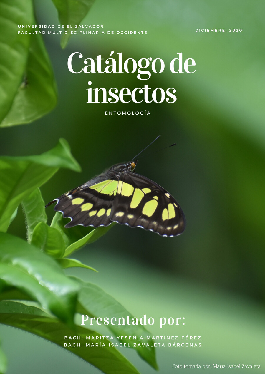 Catálogo de insectos by María Zavaleta - Flipsnack