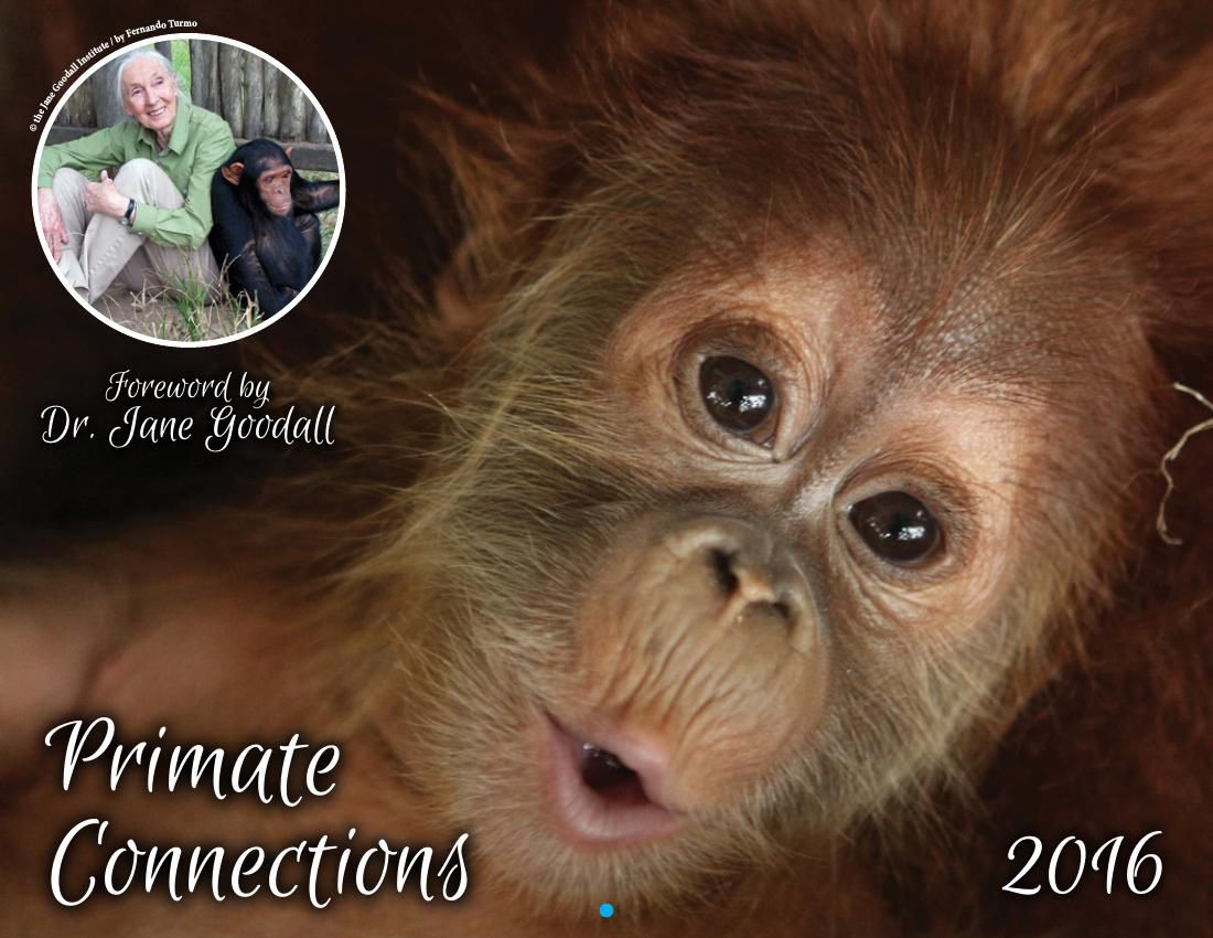2016 Primate Connections Calendar by wethriveglobal - Flipsnack