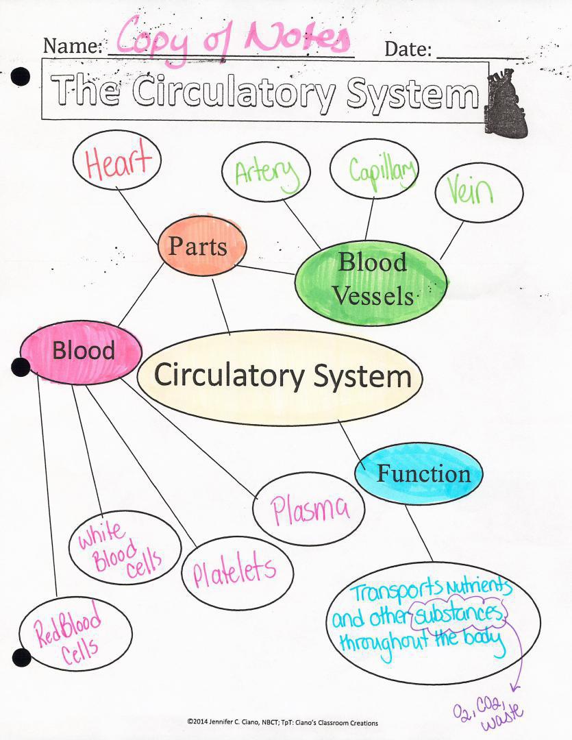 Human Body - The Circulatory System Part 1 by Carolyn - Flipsnack