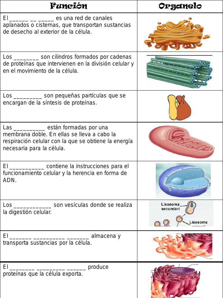 SOPA DE LETRAS CELULA by Jessik - Flipsnack
