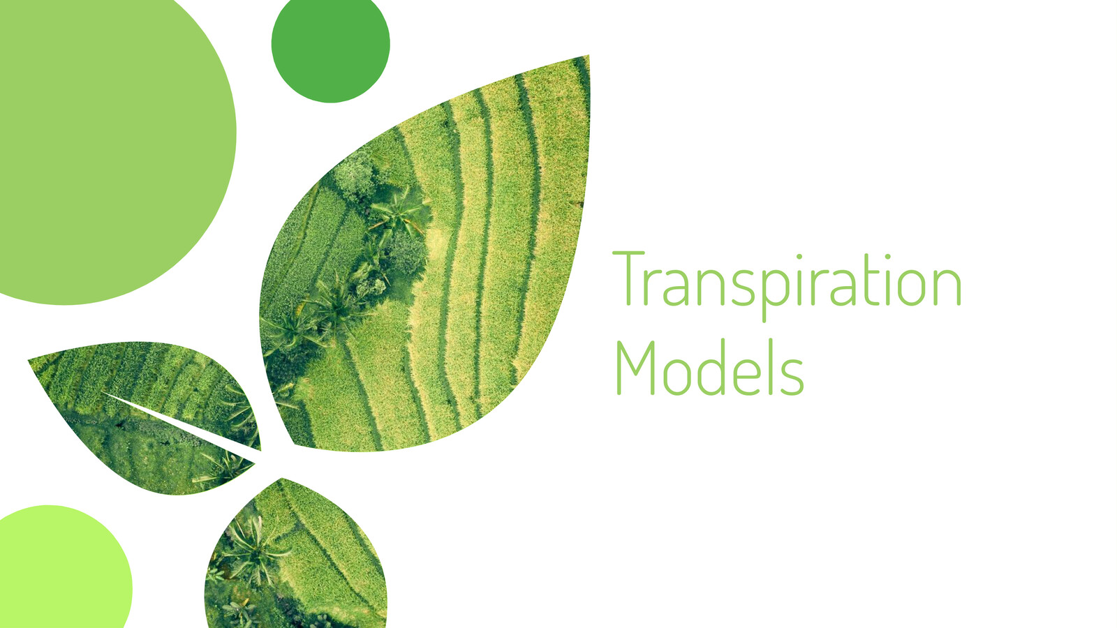 Transpiration Models by Holly Bowser - Flipsnack
