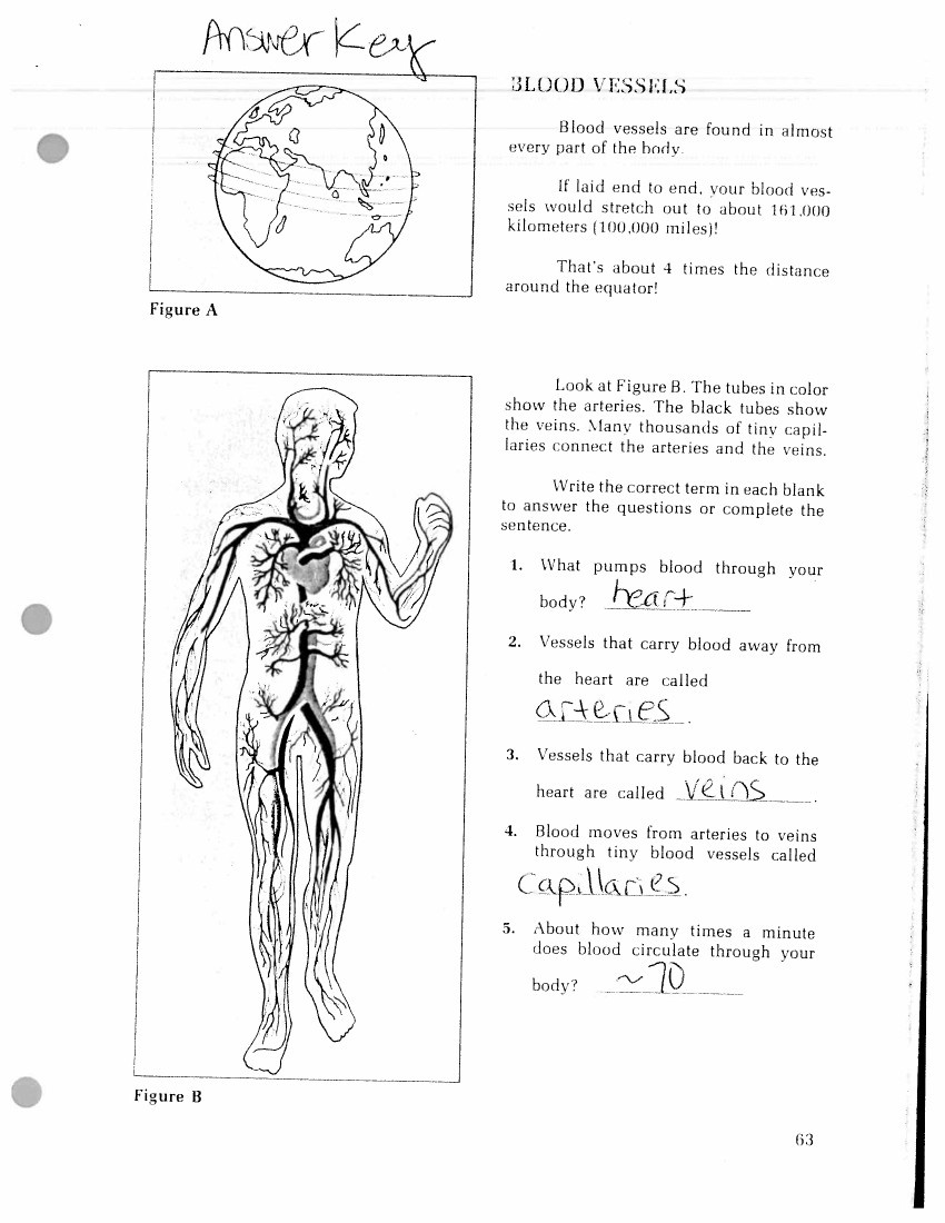 Unit 3 Circulatory System & Blood Flipbook by Carolyn - Flipsnack