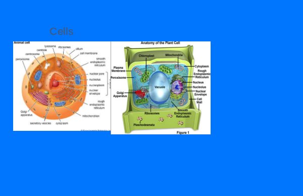 animal ant plant cells by spooderman10121 - Flipsnack