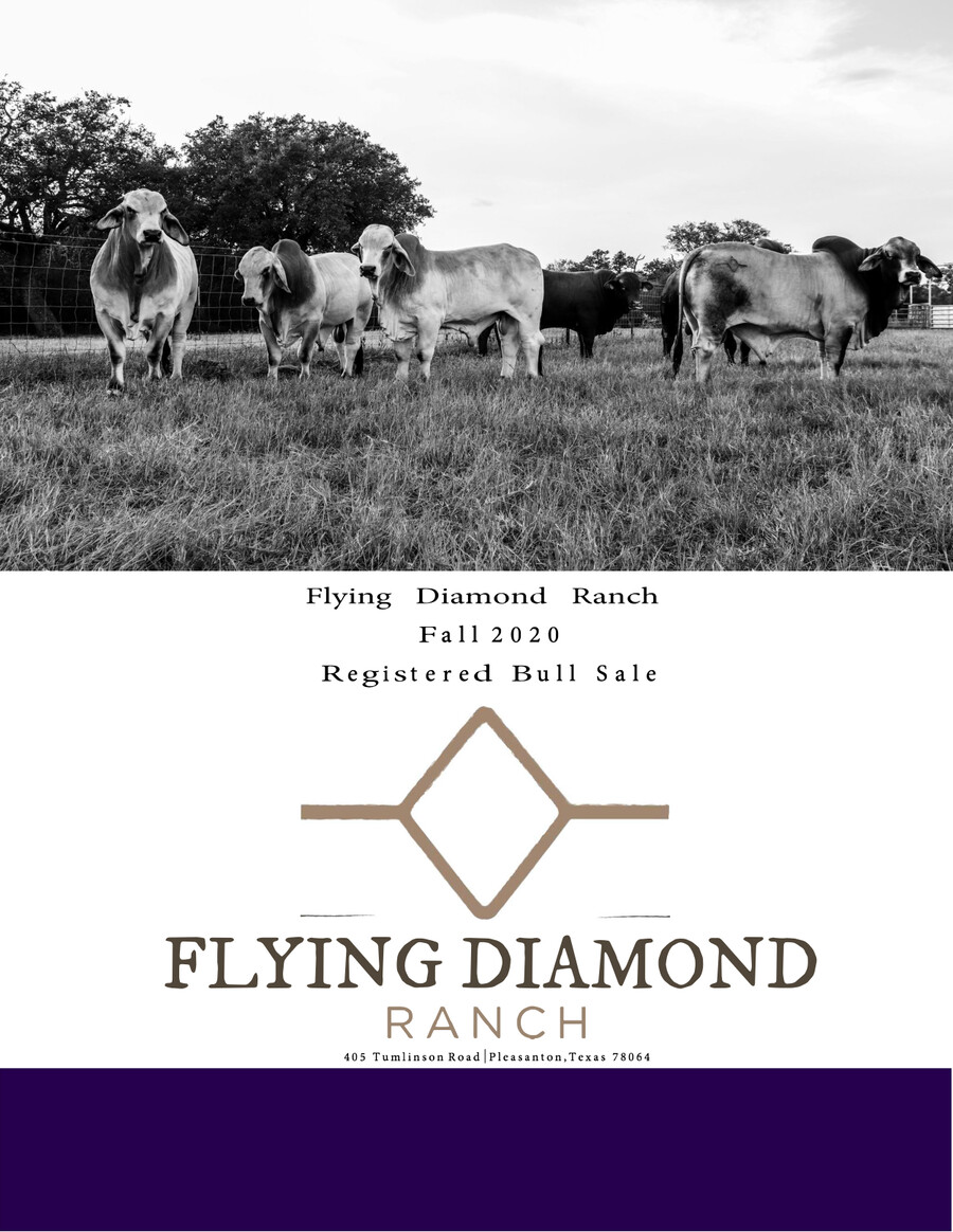 Flying Diamond Ranch - Fall 2020 Registered Bull Sale by Payton Rion ...