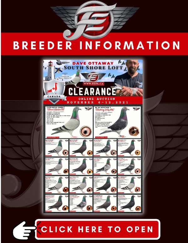 DAVE OTTAWAY BREEDER INFORMATION ARTICLE by FEATHERS ELITE - Flipsnack