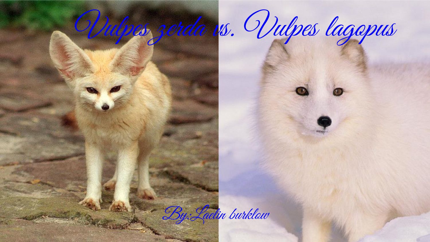 vulpes zerda vs arctic fox!!! by Laelin Burklow - Flipsnack