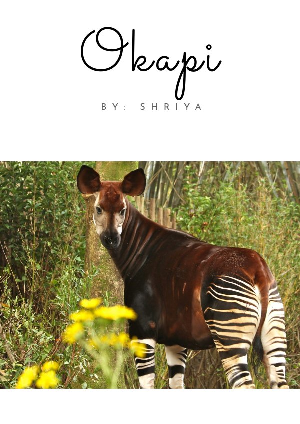 Okapi Presentation by Shriya Keshavamurthy - Flipsnack