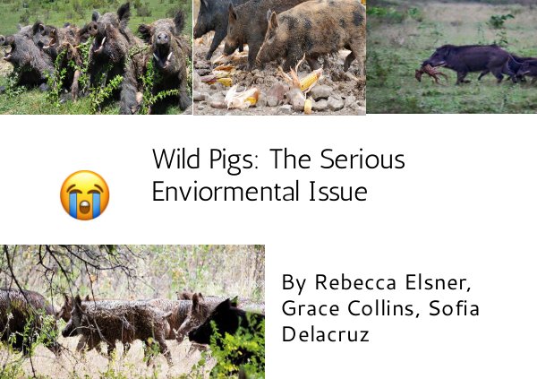 Wild Pigs by mercuryflipsnack - Flipsnack