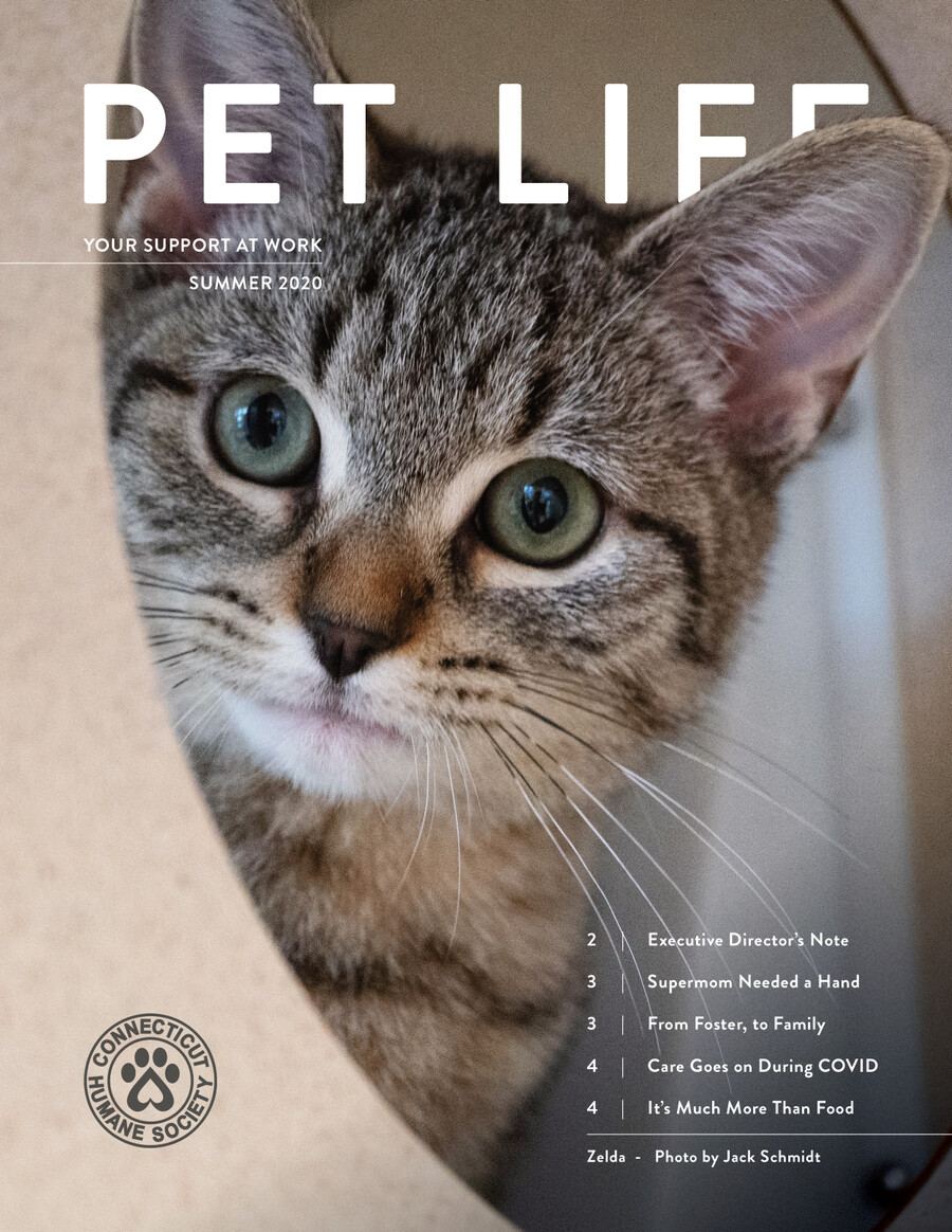 Pet Life Summer 2020 by... - Flipsnack