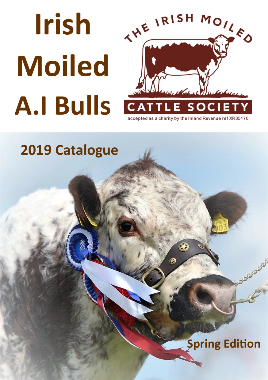 Irish Moiled Cattle Society Ai Information Spring 2019 by Vorr - Flipsnack