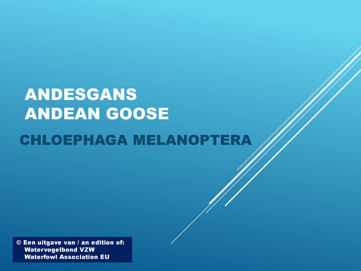 Andesgans - Andean goose by Robert Vangelabbeek - Flipsnack