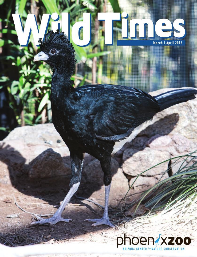 Wild Times March - April 2016 by phxzoo - Flipsnack