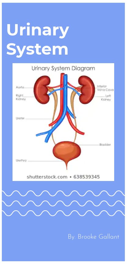 Urinary System by brooke gallant - Flipsnack