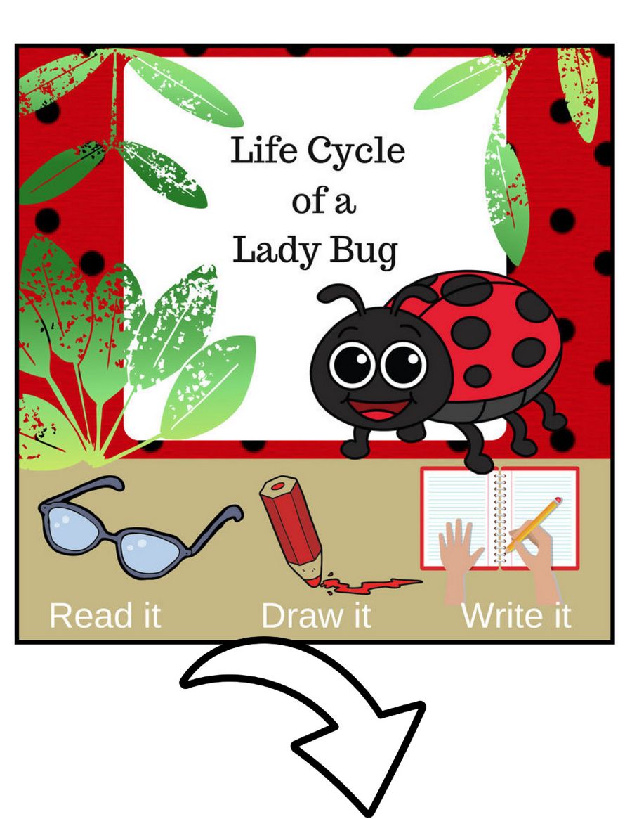 PREVIEW Read it draw it write it ladybug by CHSH-Teach - Flipsnack
