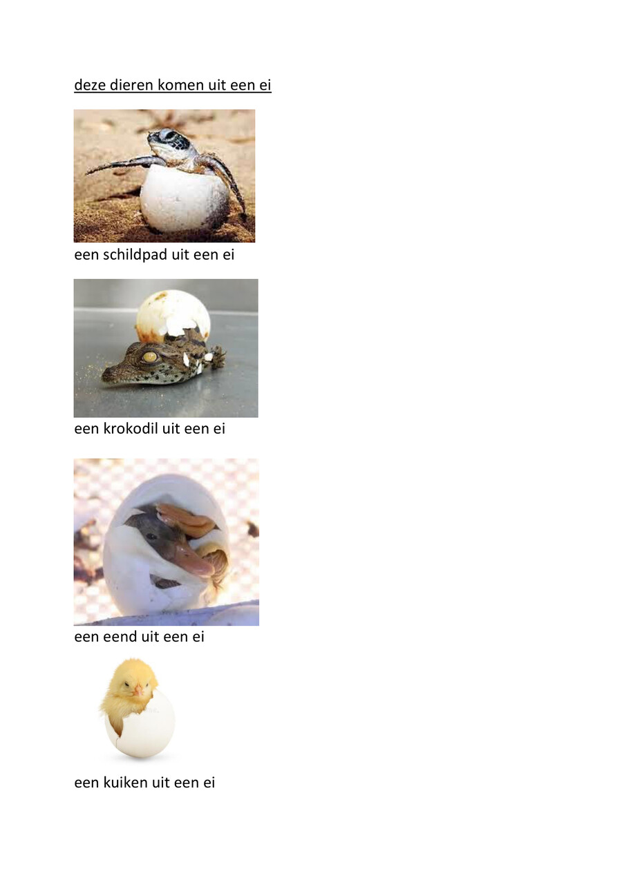 2c. Dieren uit een ei by Stephanie Silven - Flipsnack