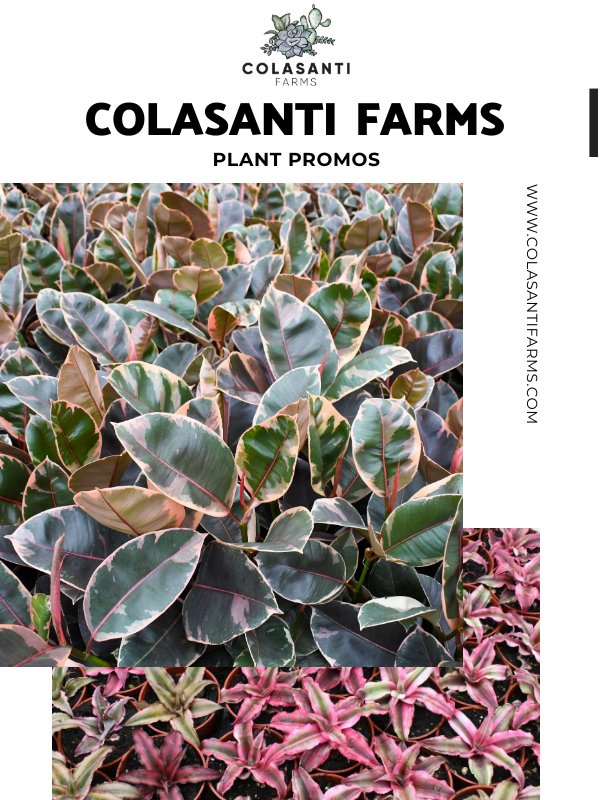 Plant Promos by Colasanti Farms Ltd. - Flipsnack