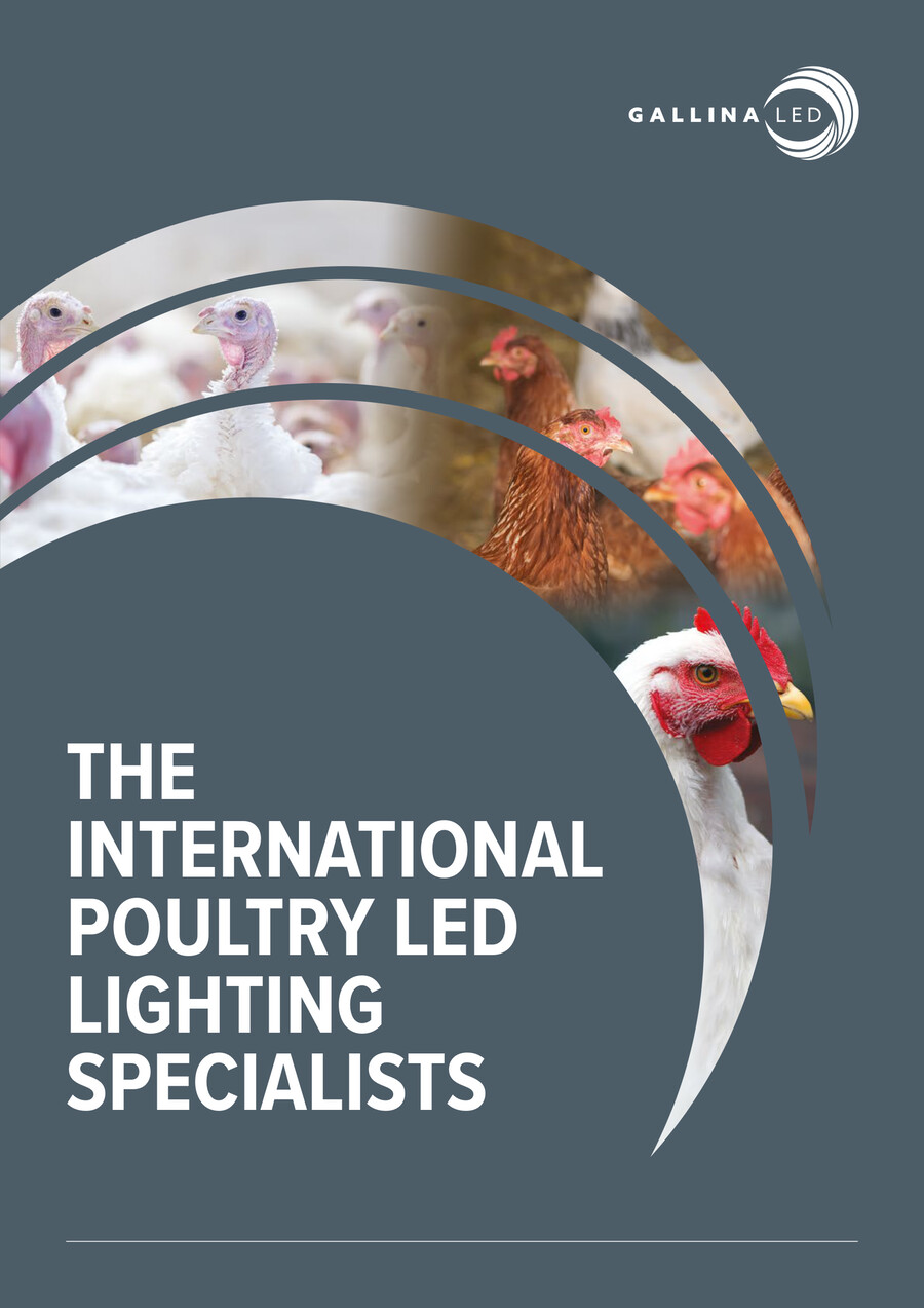 Gallina LED Brochure by Linda - Flipsnack
