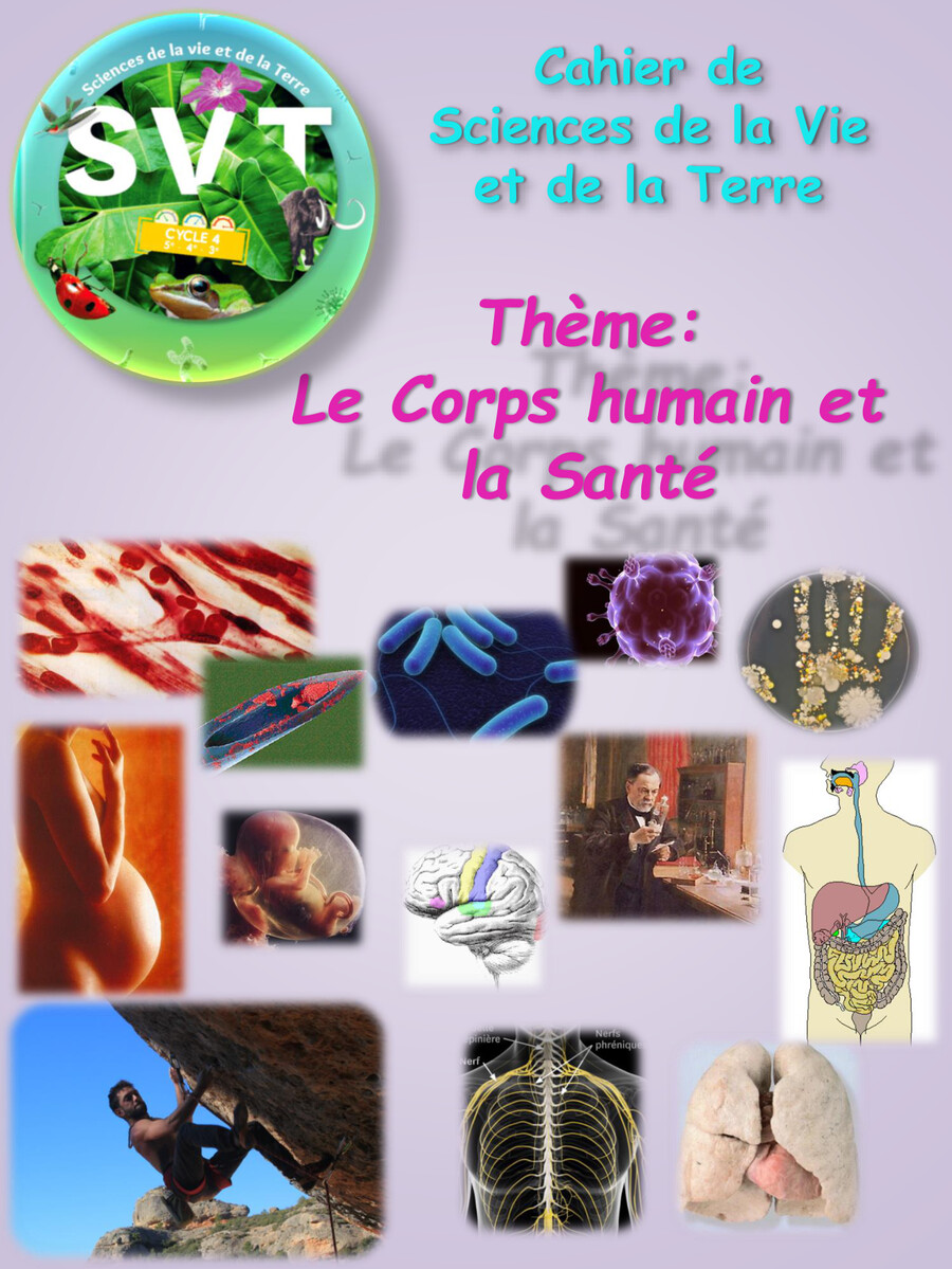 Cahier Cycle4 Theme Corps Humain et Sante by j - Flipsnack