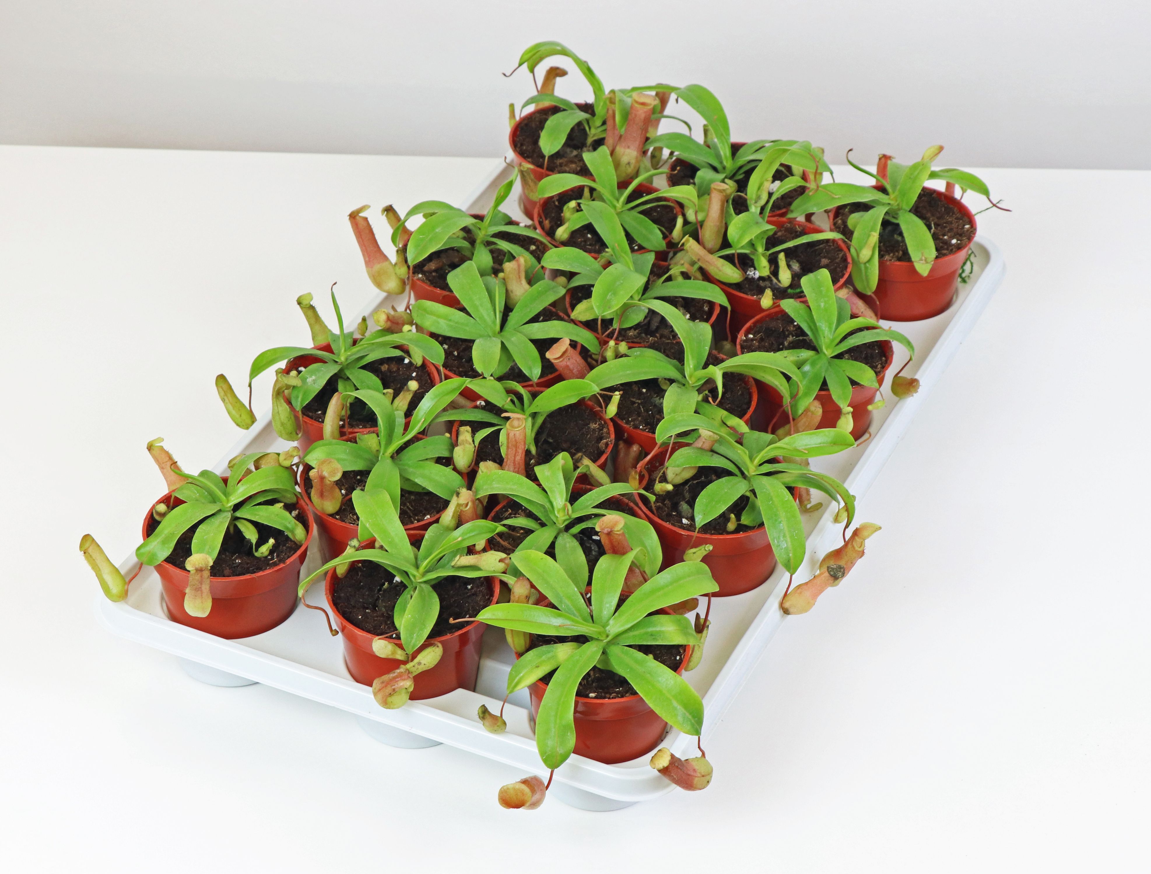 Carnivorous & Tillandsia + – Colasanti Farms