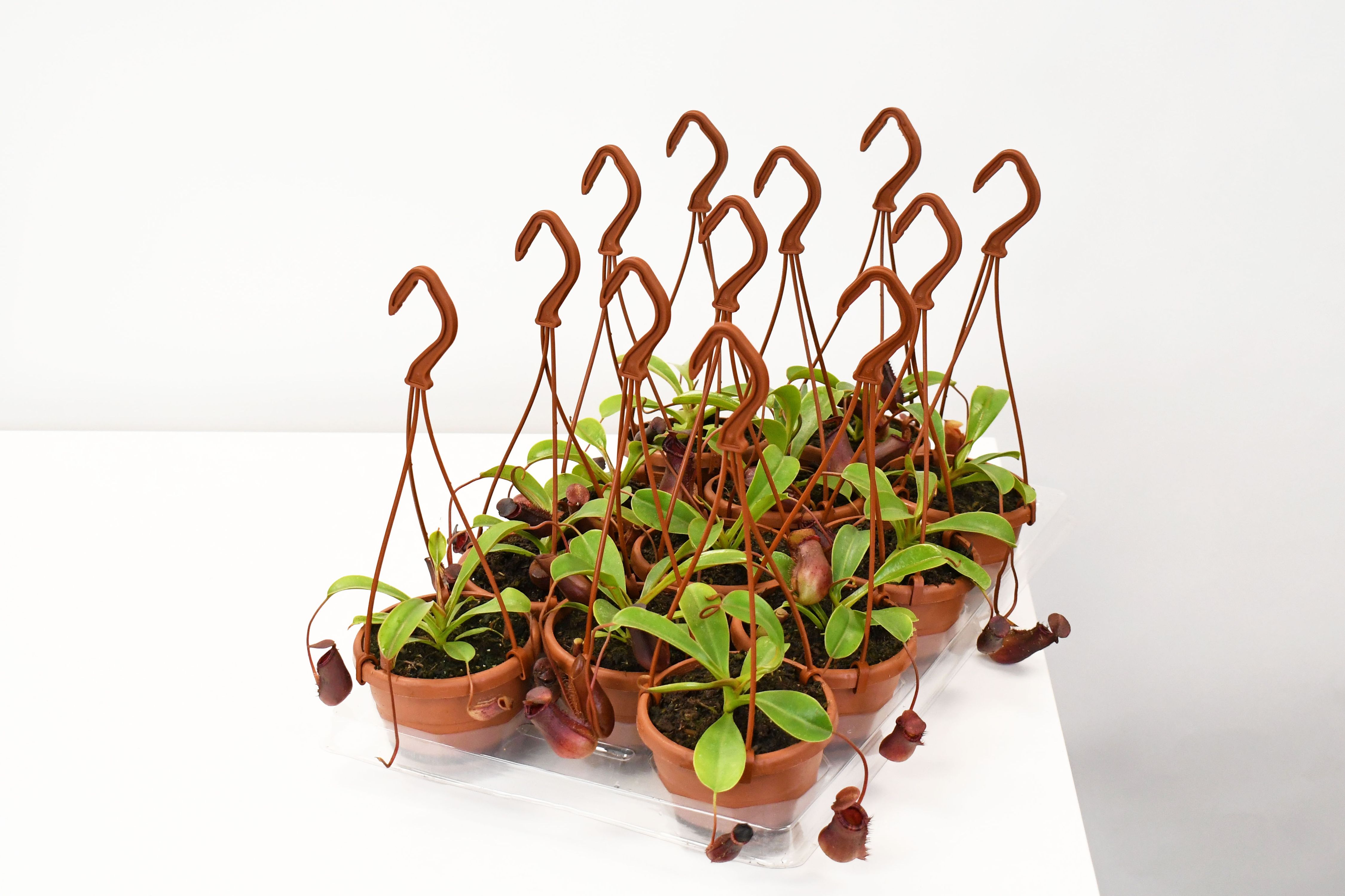 Carnivorous & Tillandsia + – Colasanti Farms