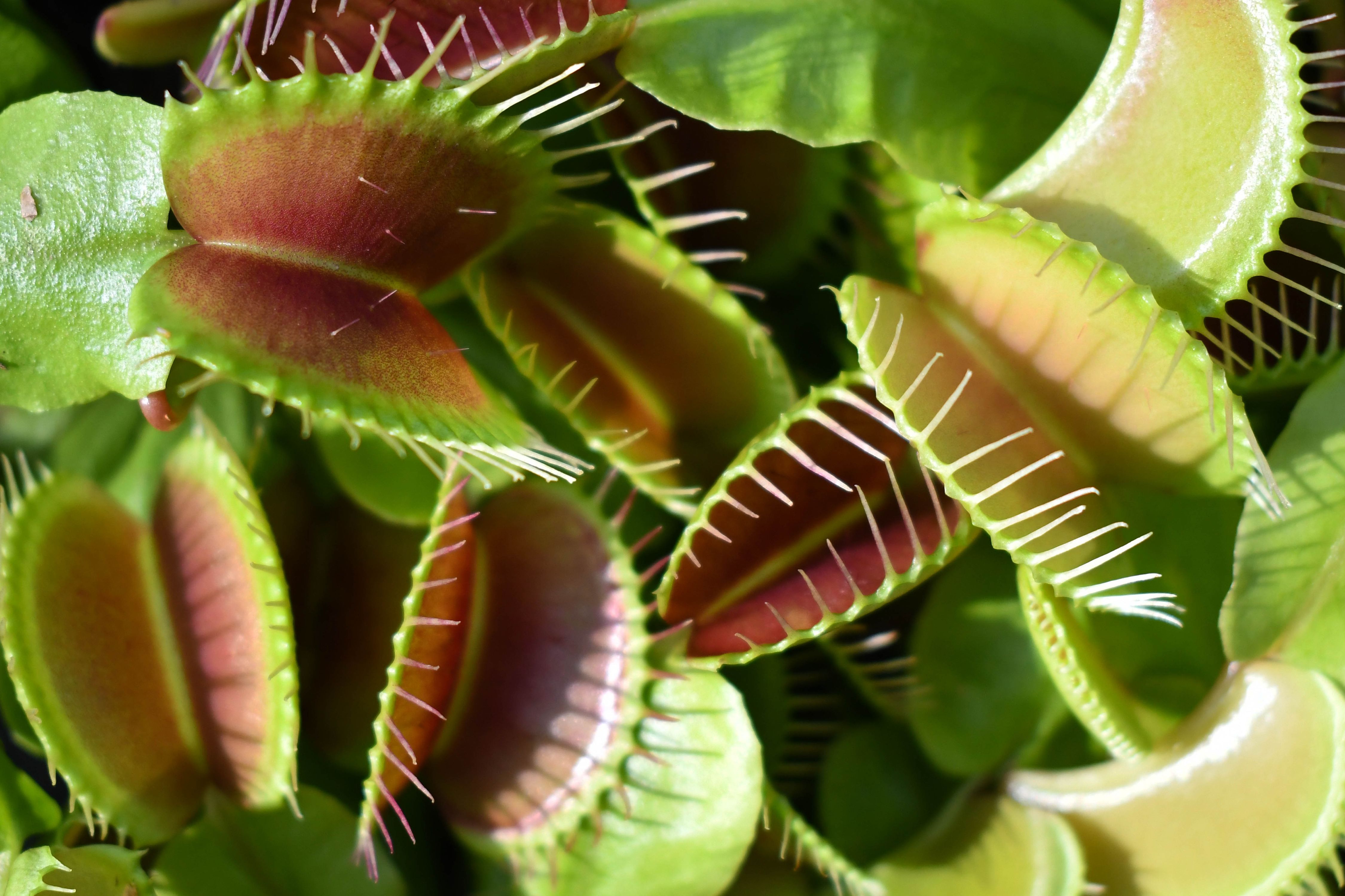 Carnivorous & Tillandsia + – Colasanti Farms